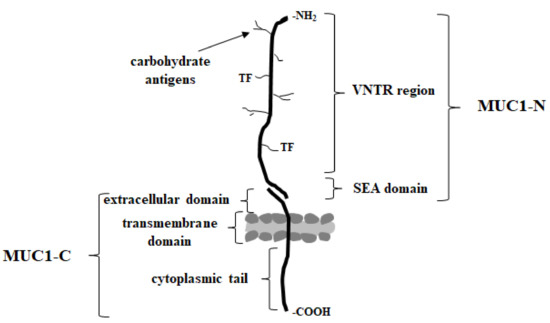 Galectin-3 and Epithelial MUC1 Mucin—Interactions Supporting Cancer ...