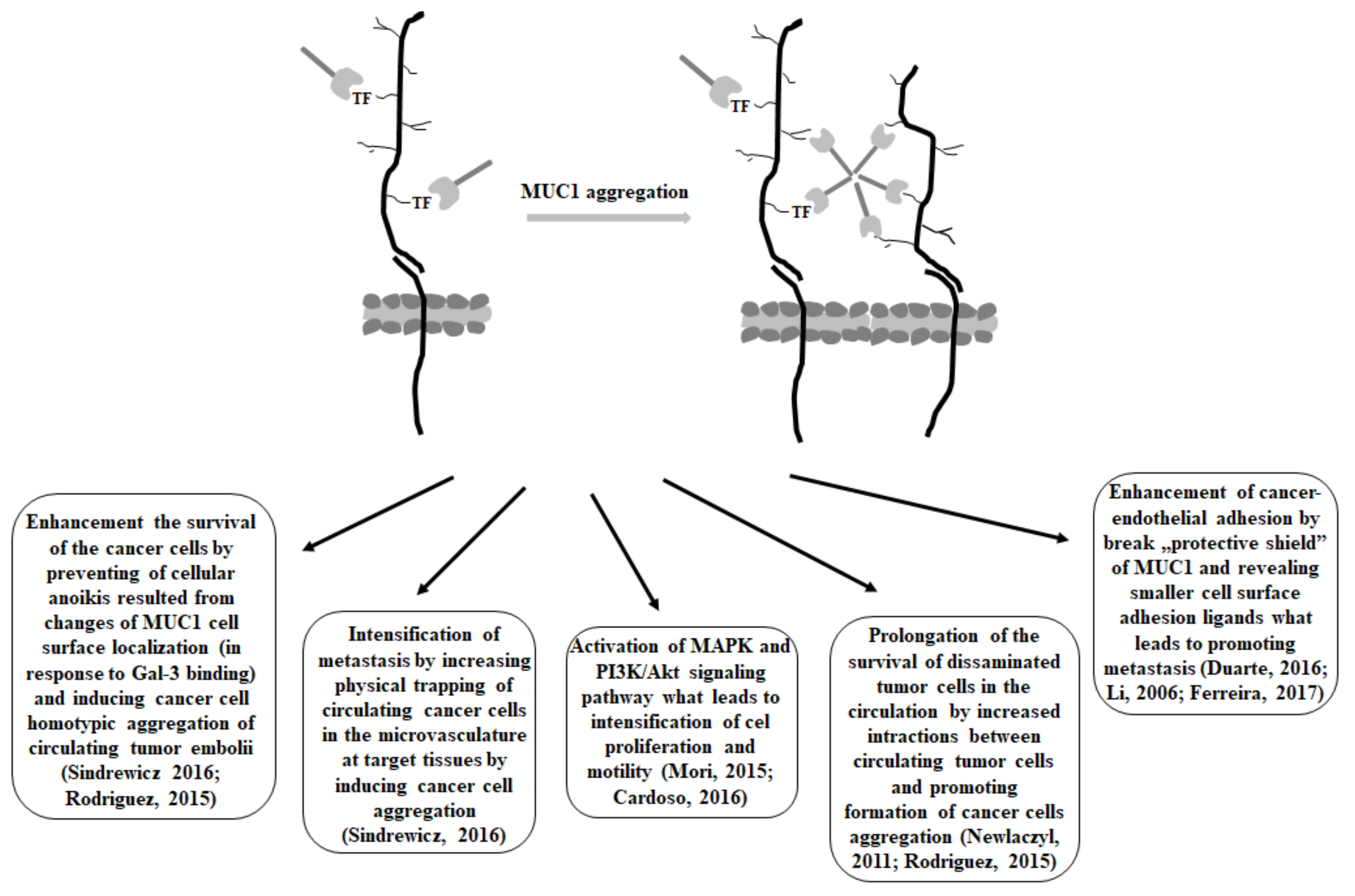 Galectin-3 and Epithelial MUC1 Mucin—Interactions Supporting Cancer Development
