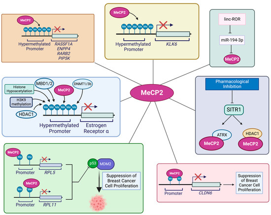 The Epigenetic Reader Methyl-CpG-Binding Protein 2 (MeCP2) Is an ...