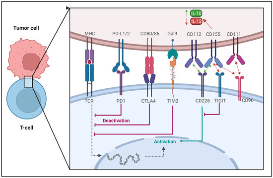 Recent Advances in Molecular Mechanisms of Cancer Immunotherapy