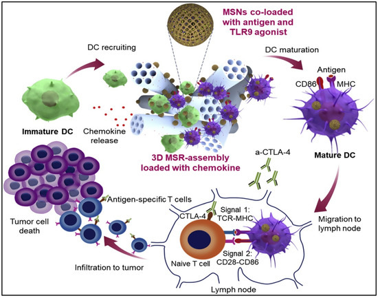 Recent Advances in Molecular Mechanisms of Cancer Immunotherapy