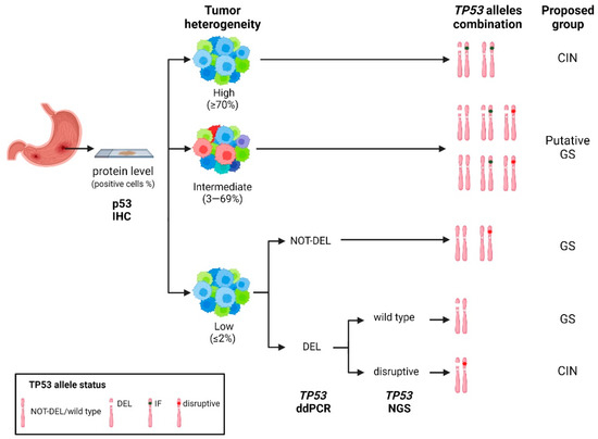 p53/TP53 Status Assessment in Gastroesophageal Adenocarcinoma