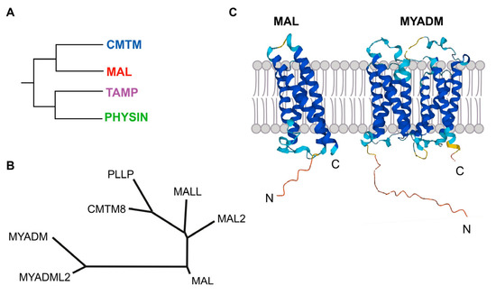 Cancers | Free Full-Text | The MAL Family of Proteins: Normal Function ...