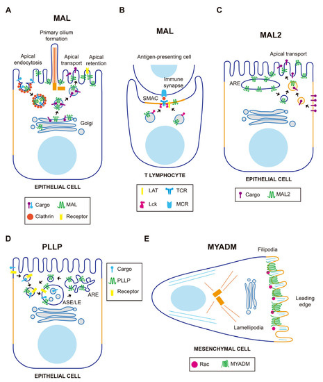 Cancers | Free Full-Text | The MAL Family of Proteins: Normal Function ...