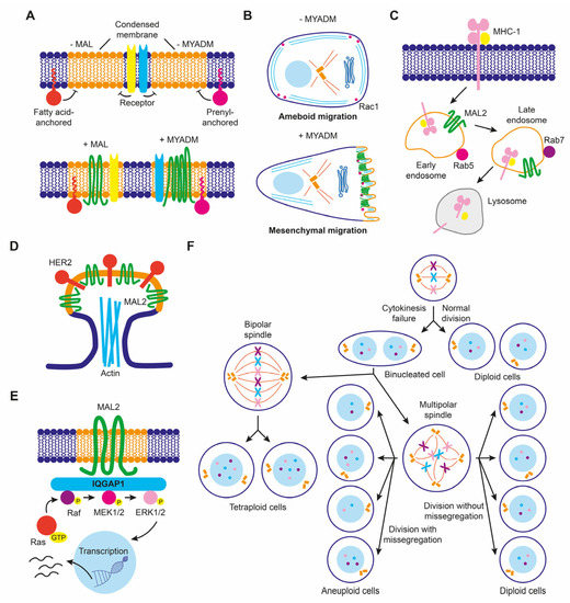 The MAL Family of Proteins: Normal Function, Expression in Cancer, and ...
