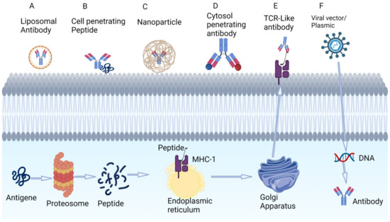T-Cell Engagers in Solid Cancers—Current Landscape and Future Directions