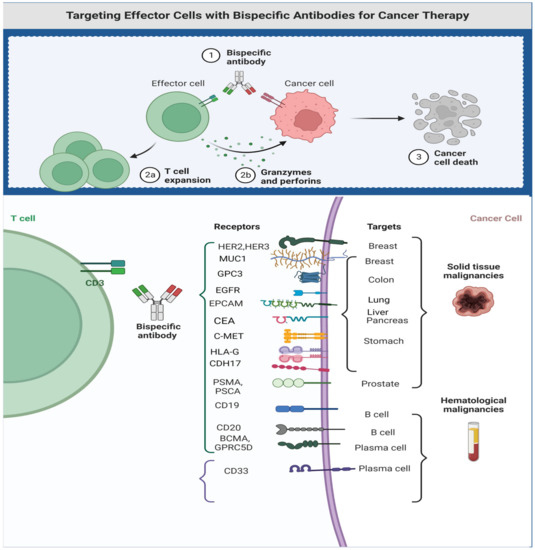 T-Cell Engagers in Solid Cancers—Current Landscape and Future Directions