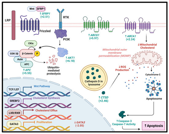 2-Hydroxypropyl-β-cyclodextrin (HPβCD) as a Potential Therapeutic Agent ...