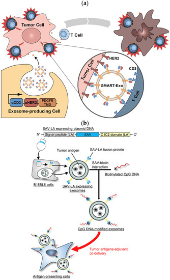 Surface-Engineered Extracellular Vesicles in Cancer Immunotherapy