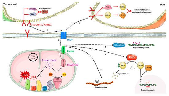 Succinate-Directed Approaches for Warburg Effect-Targeted Cancer ...