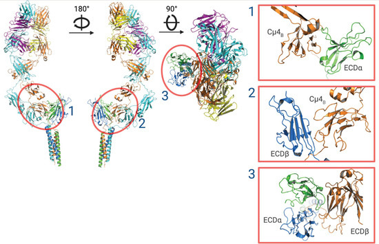 Combination of High-Resolution Structures for the B Cell Receptor and ...