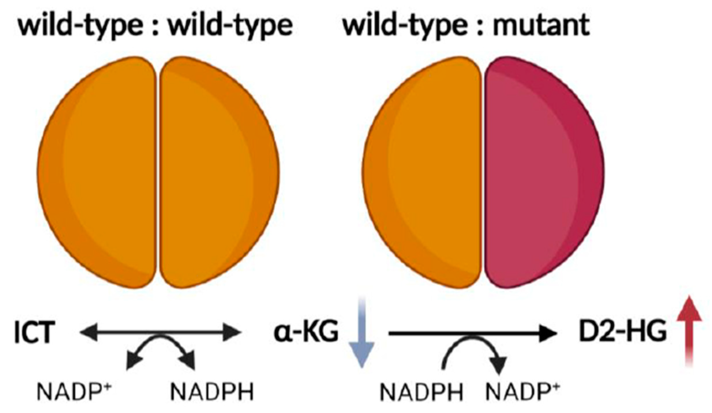 Mutant IDH in Gliomas: Role in Cancer and Treatment Options