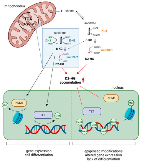 Mutant IDH in Gliomas: Role in Cancer and Treatment Options