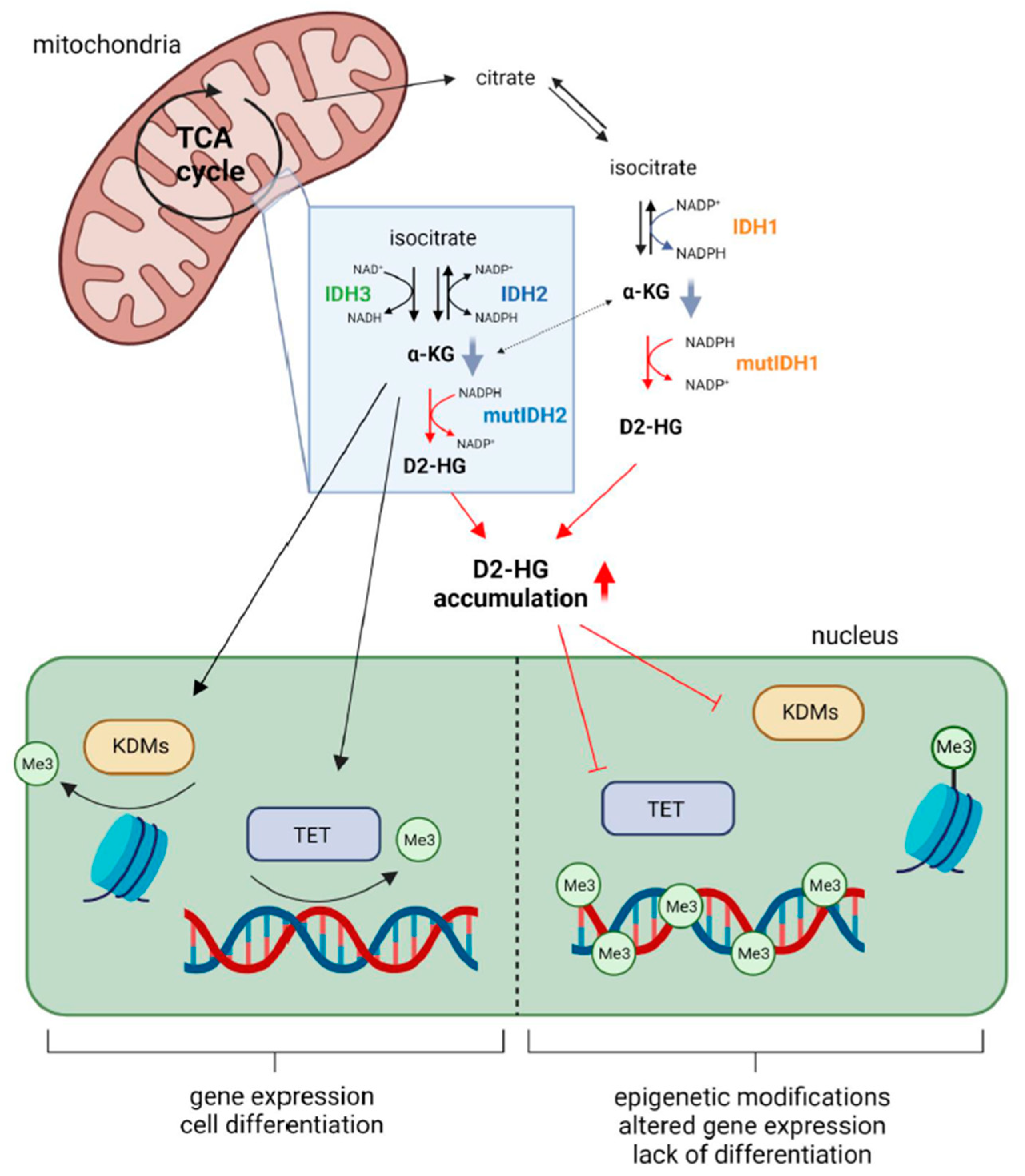 Mutant IDH in Gliomas: Role in Cancer and Treatment Options