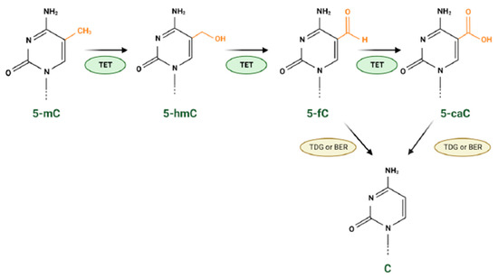 Mutant IDH in Gliomas: Role in Cancer and Treatment Options
