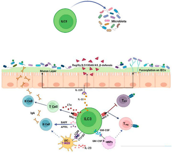 Crosstalk between ILC3s and Microbiota: Implications for Colon Cancer ...