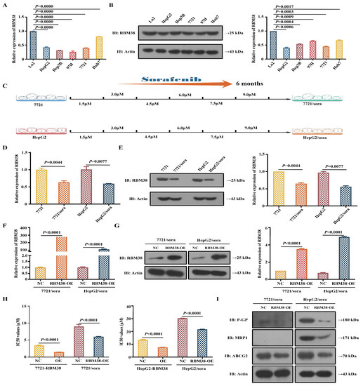 RBM38 Reverses Sorafenib Resistance in Hepatocellular Carcinoma Cells ...