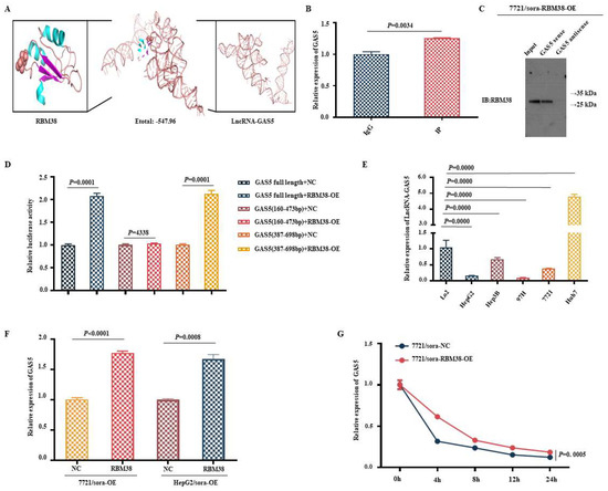 RBM38 Reverses Sorafenib Resistance in Hepatocellular Carcinoma Cells ...