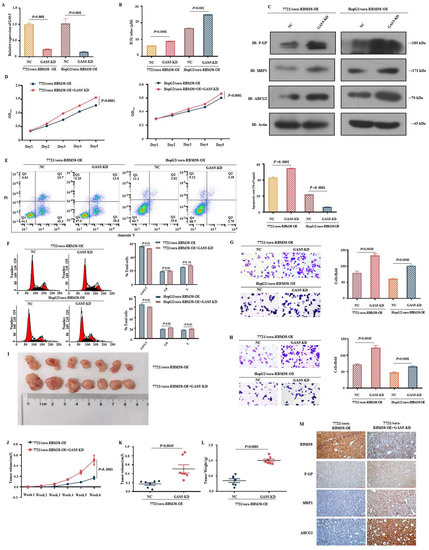 RBM38 Reverses Sorafenib Resistance in Hepatocellular Carcinoma Cells ...