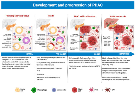 PDAC, the Influencer Cancer: Cross-Talk with Tumor Microenvironment and ...