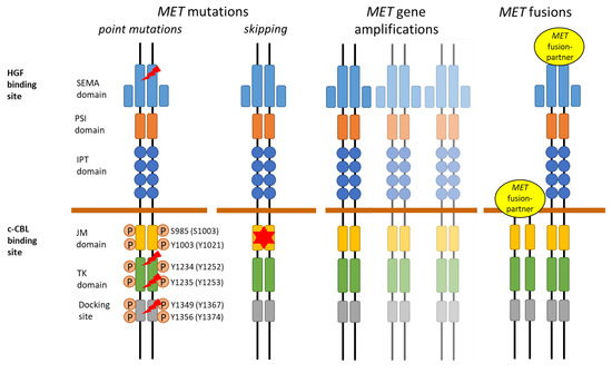 Cancers | Free Full-Text | Overview of Molecular Detection Technologies ...
