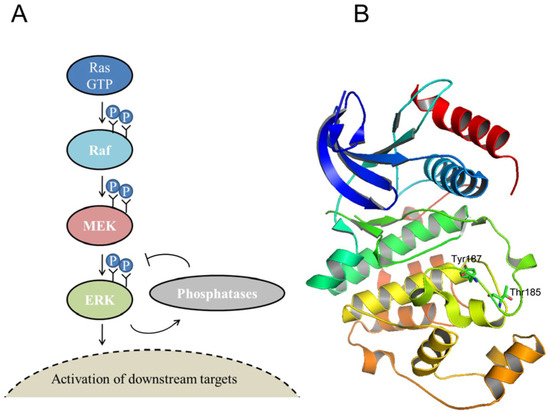 Cancers | Free Full-Text | Mutation in the Common Docking Domain Affects MAP Kinase ERK2 ...