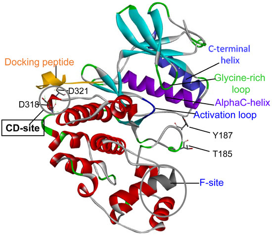 Cancers | Free Full-Text | Mutation in the Common Docking Domain Affects MAP Kinase ERK2 ...