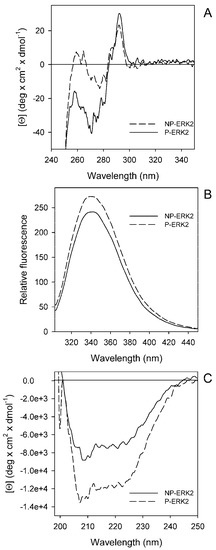Cancers | Free Full-Text | Mutation in the Common Docking Domain Affects MAP Kinase ERK2 ...