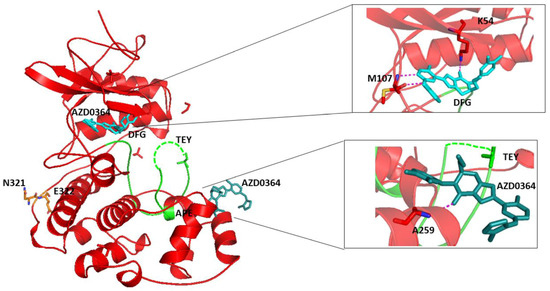 Cancers | Free Full-Text | Mutation in the Common Docking Domain Affects MAP Kinase ERK2 ...