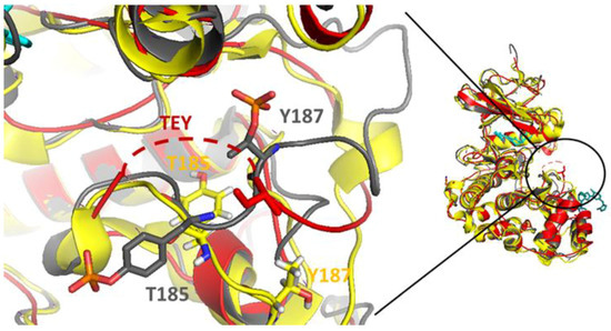 Cancers | Free Full-Text | Mutation in the Common Docking Domain Affects MAP Kinase ERK2 ...