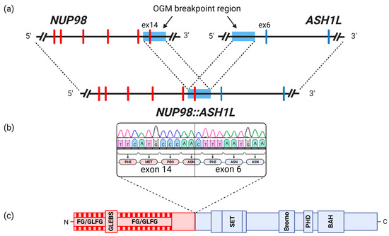 Cancers | Free Full-Text | Novel NUP98::ASH1L Gene Fusion in Acute ...