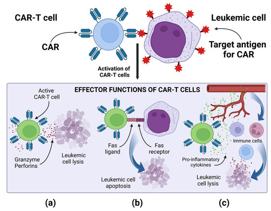 Cancers | Free Full-Text | CAR-T Cells Immunotherapies for the ...