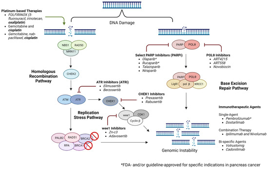 Pancreatic Cancer: BRCA Targeted Therapy and Beyond