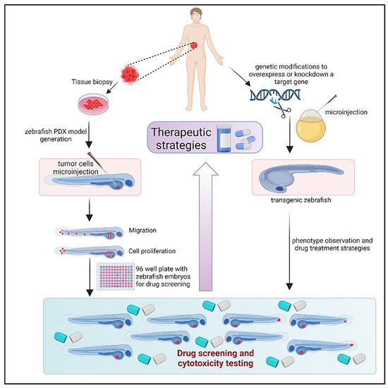 Recent Advancement in Breast Cancer Research: Insights from Model ...