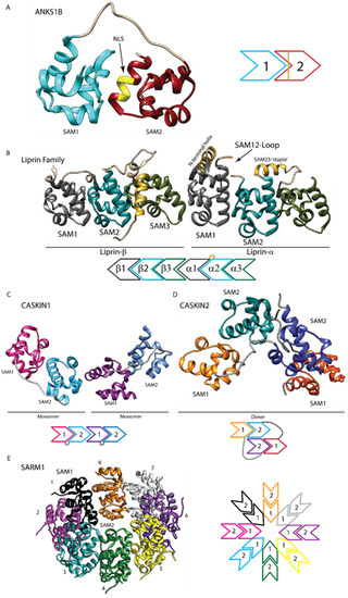 The Structural Dynamics, Complexity of Interactions, and Functions in ...