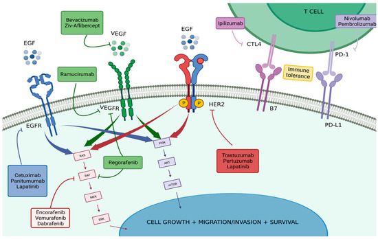 Targeted Therapies in Colorectal Cancer: Recent Advances in Biomarkers ...