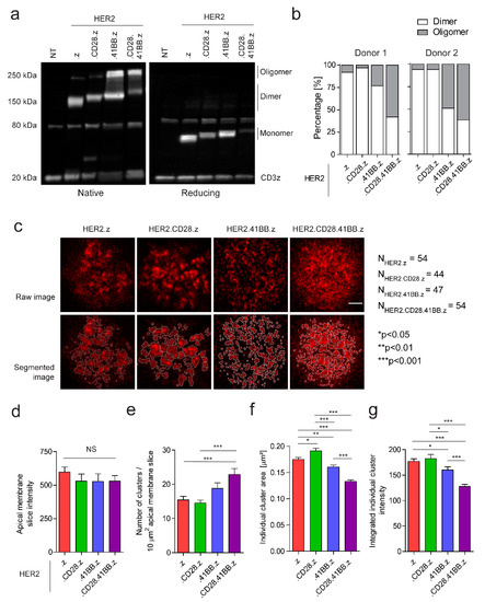 CD28 and 41BB Costimulatory Domains Alone or in Combination ...