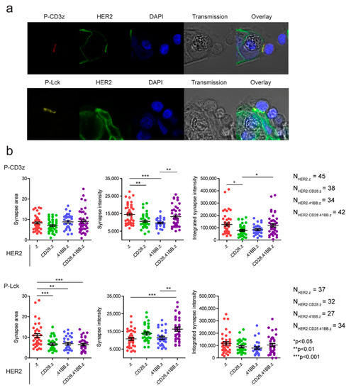 CD28 and 41BB Costimulatory Domains Alone or in Combination ...