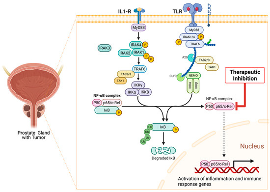 The Molecular Basis and Clinical Consequences of Chronic Inflammation ...