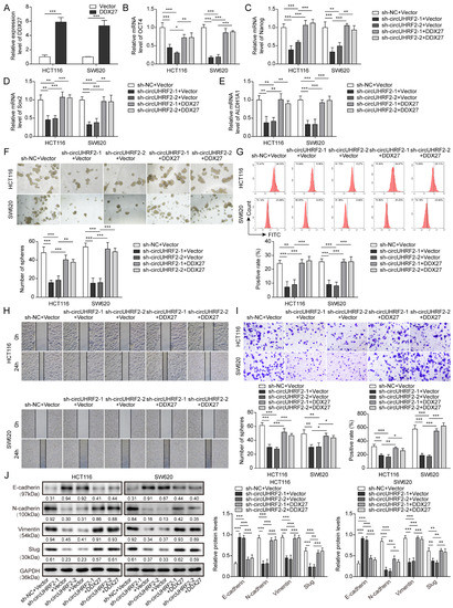 METTL3-Modulated circUHRF2 Promotes Colorectal Cancer Stemness and ...
