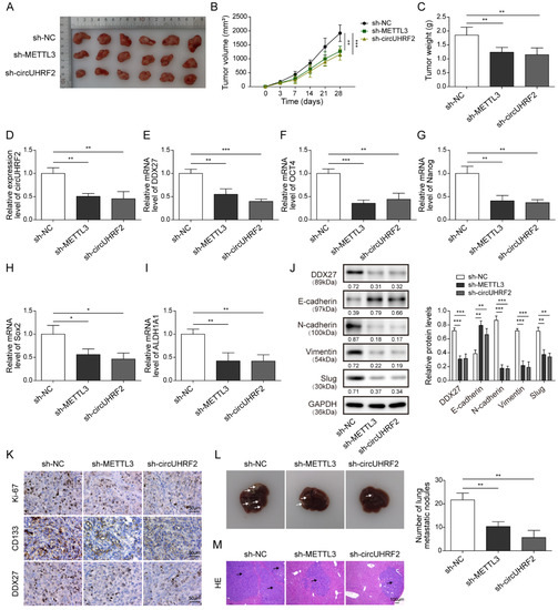 METTL3-Modulated circUHRF2 Promotes Colorectal Cancer Stemness and ...