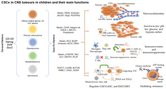 Cancer Stem Cells in Tumours of the Central Nervous System in Children ...