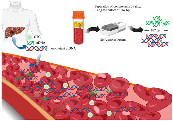 Cell-Free DNA as a Surveillance Tool for Hepatocellular Carcinoma ...