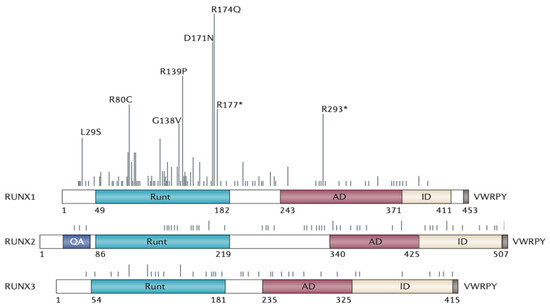 RUNX Family as a Promising Biomarker and a Therapeutic Target in Bone Cancers: A Review on Its ...