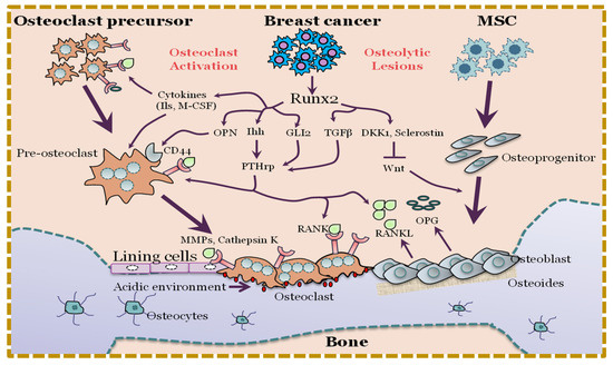 RUNX Family as a Promising Biomarker and a Therapeutic Target in Bone ...