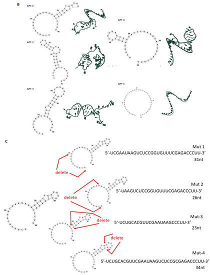 RNA Aptamer Targeting of Adam8 in Cancer Growth and Metastasis