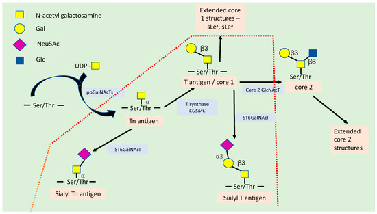 Role of Truncated O-GalNAc Glycans in Cancer Progression and Metastasis ...