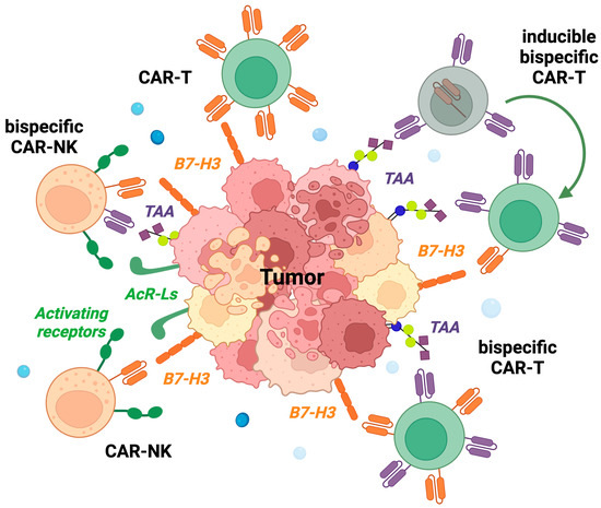 Cancers | Free Full-Text | B7-H3 in Pediatric Tumors: Far beyond ...