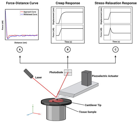 Cancers | Free Full-Text | Atomic Force Microscopy Methods to Measure ...