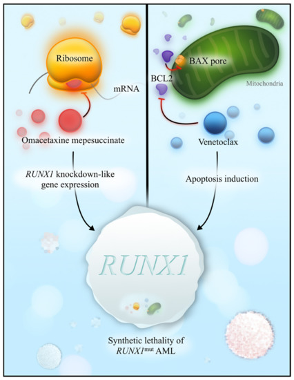 Secondary-Type Mutations in Acute Myeloid Leukemia: Updates from ELN 2022